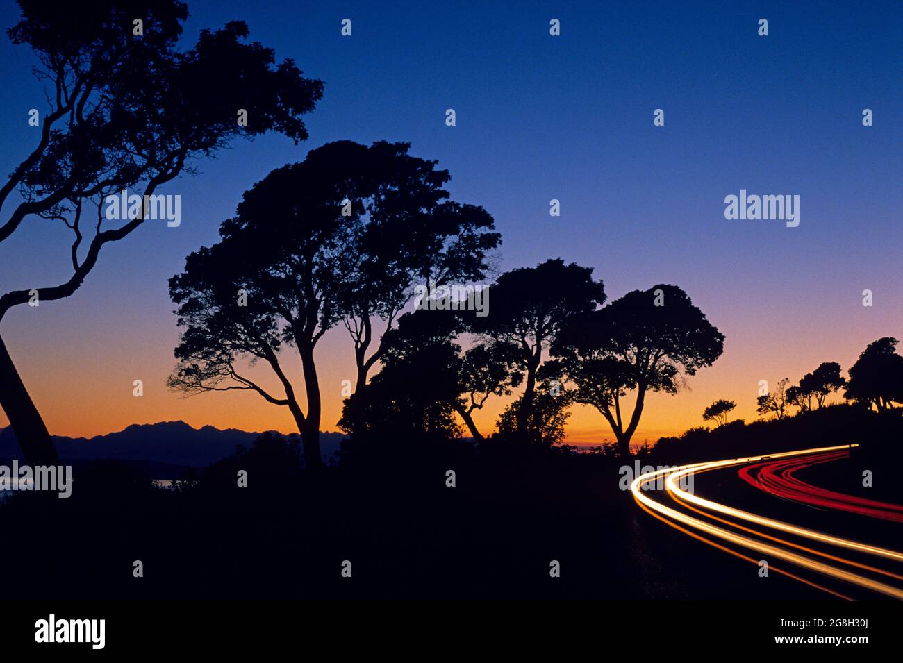 Sunset over Puget Sound with silhouetted magnolia trees with car light ...