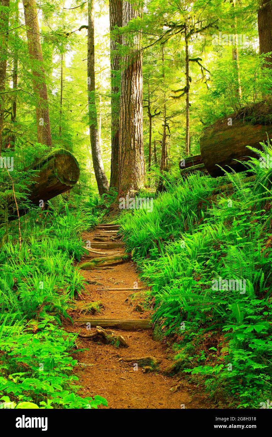 a exterior picture of an Pacific Northwest forest hiking trail Stock ...