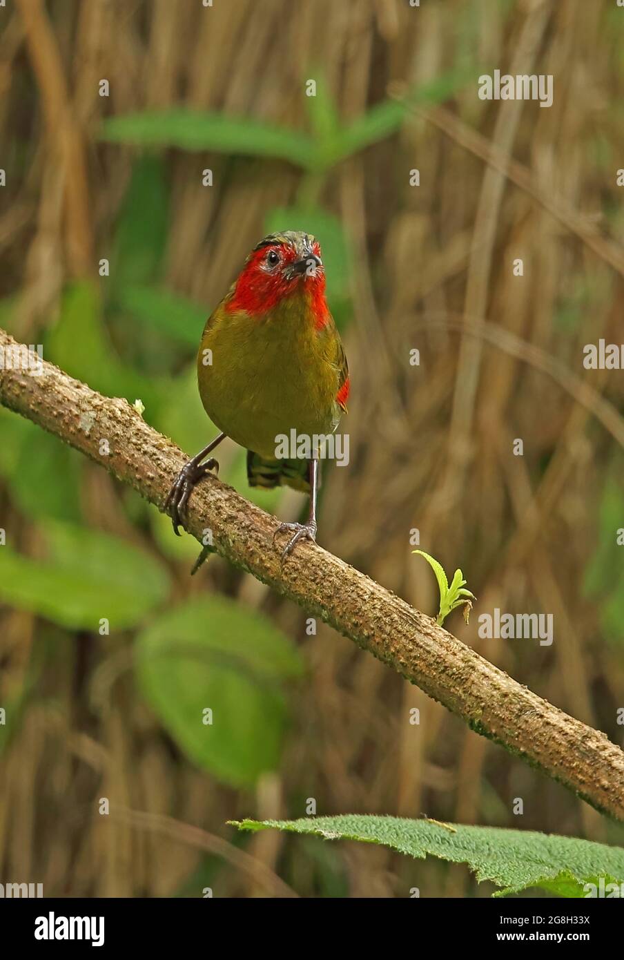 Scarlet-faced Liocichla (Liocichla ripponi ripponi) adult perched on ...
