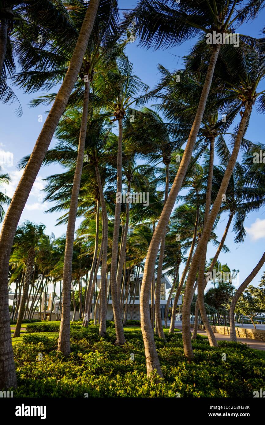Tall palm trees in Miami Beach FL Stock Photo - Alamy