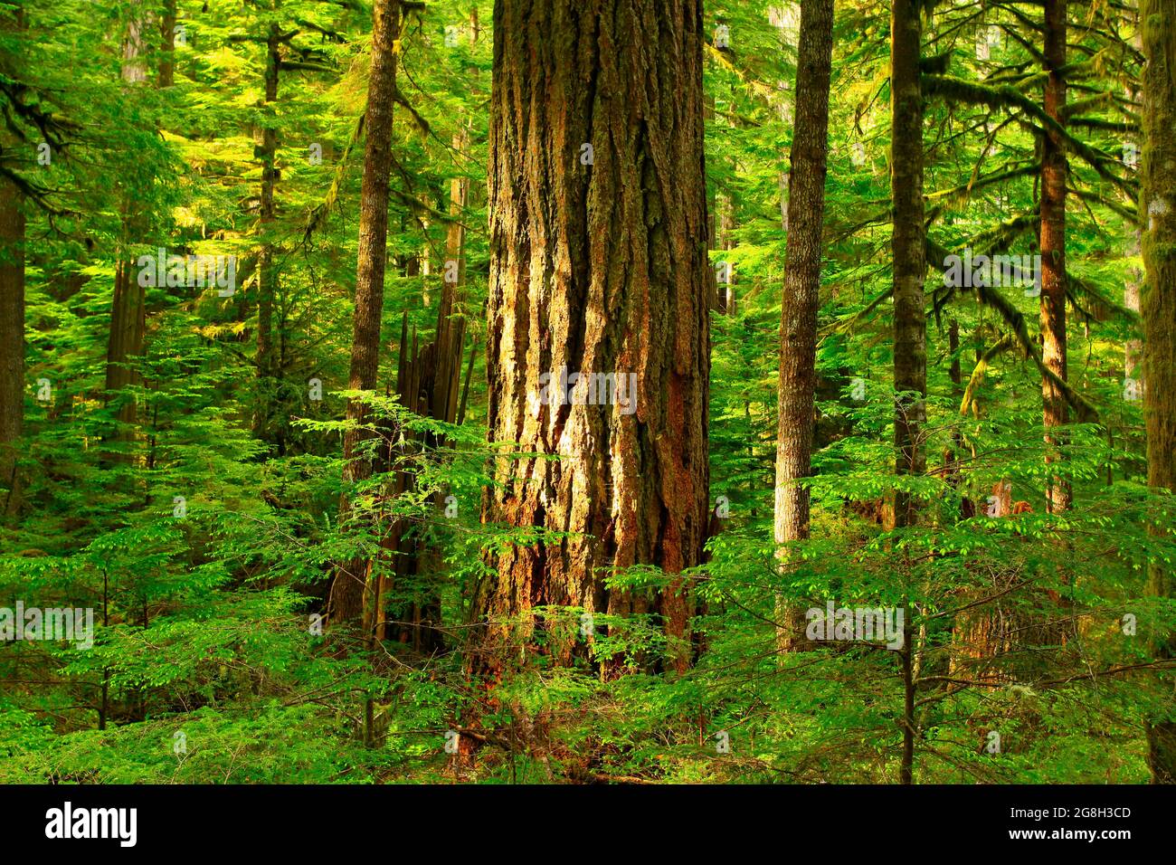 a exterior picture of an Pacific Northwest forest with conifer trees ...
