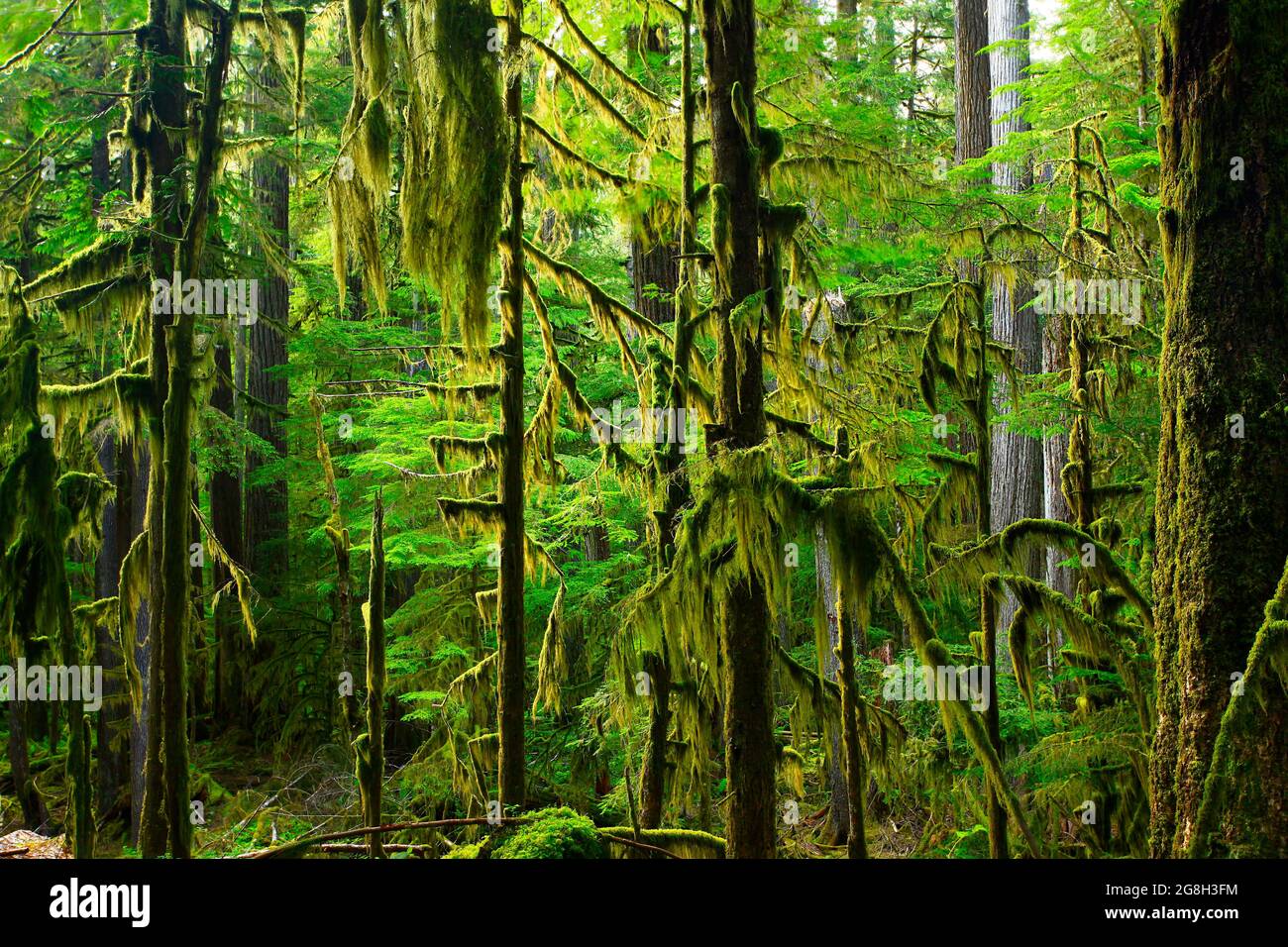 a exterior picture of an Pacific Northwest forest with conifer trees ...