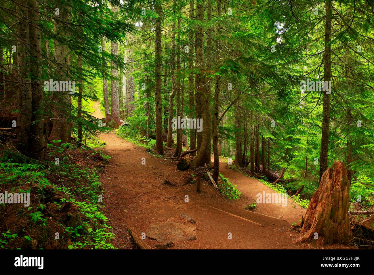 a exterior picture of an Pacific Northwest forest hiking trail Stock ...