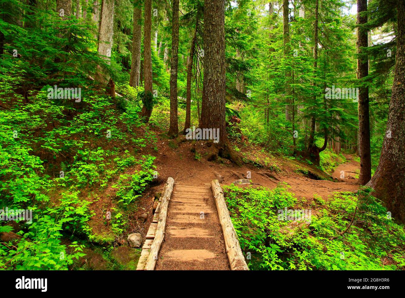 a exterior picture of an Pacific Northwest forest hiking trail Stock ...