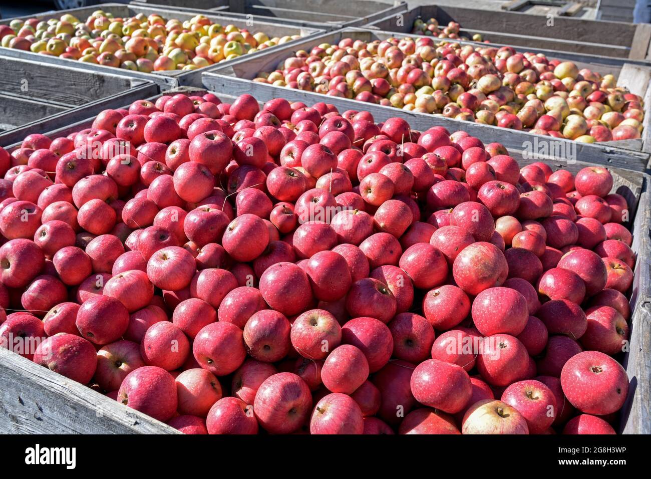 Large industrial wooden boxes with lots of organic apples sorted by ...