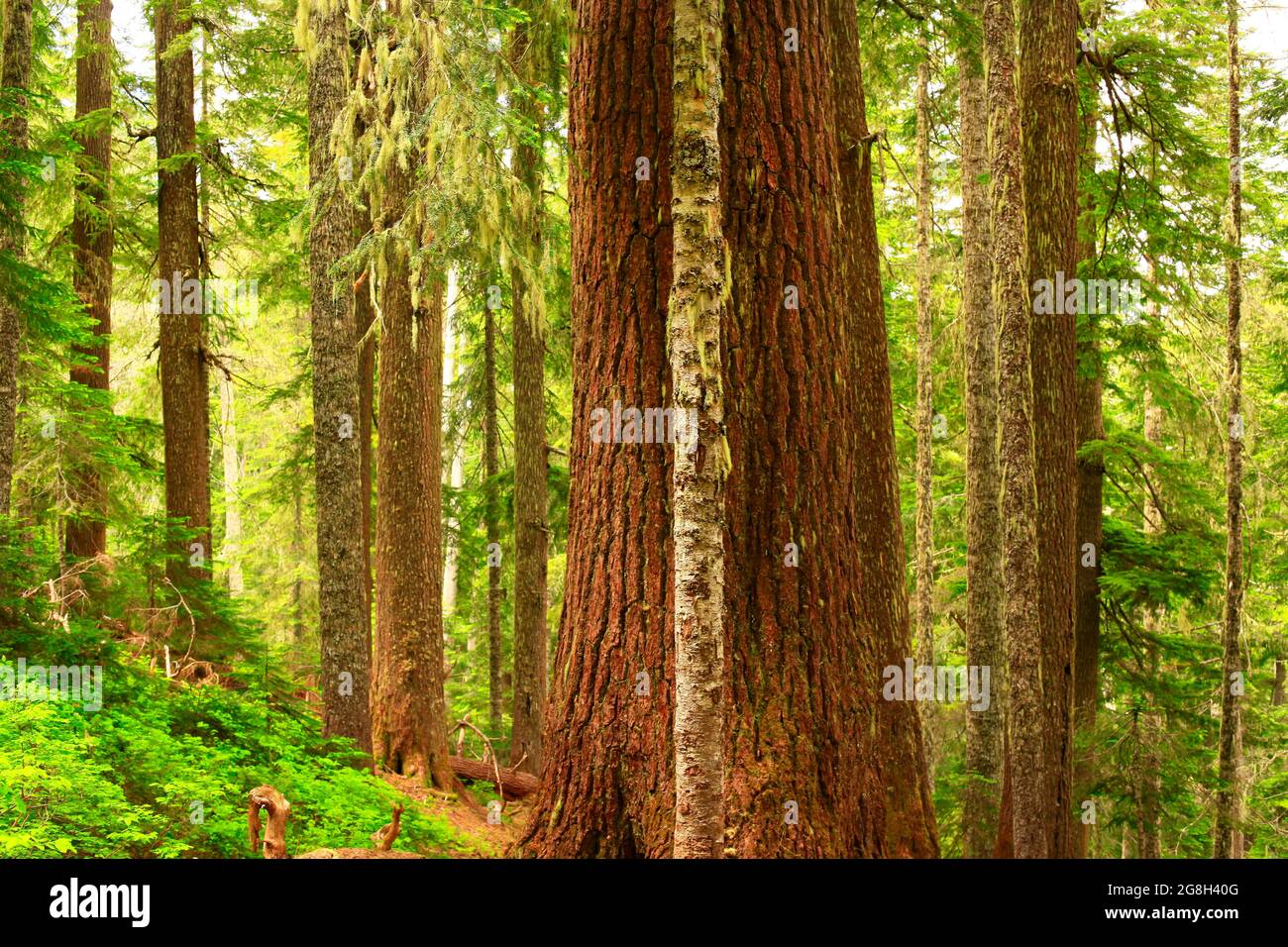 a exterior picture of an Pacific Northwest forest with conifer trees ...