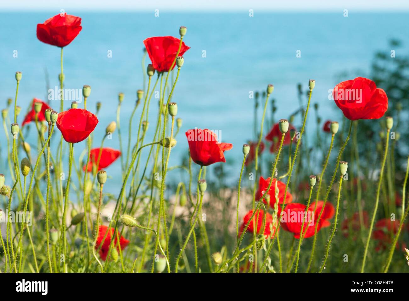 Red poppies on sea hi-res stock photography and images - Alamy
