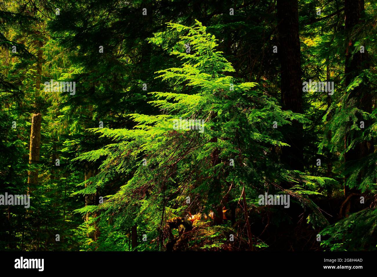 a exterior picture of an Pacific Northwest forest with conifer trees ...