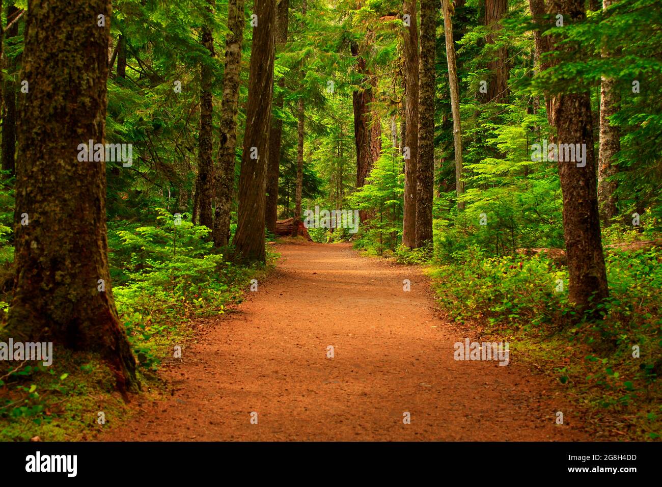 a exterior picture of an Pacific Northwest forest hiking trail Stock ...