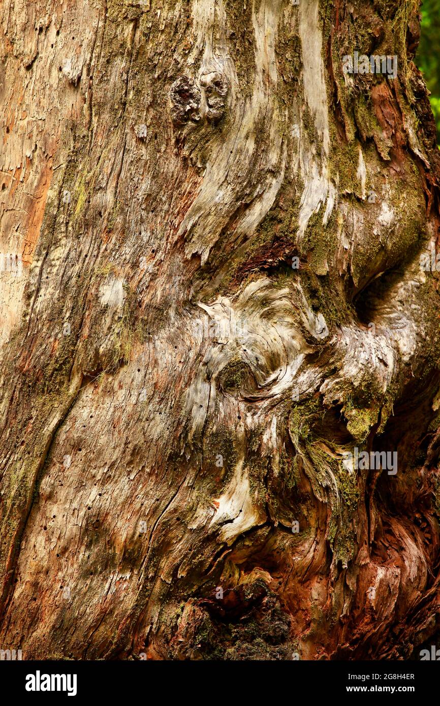 a exterior picture of an Pacific Northwest forest with a old growth ...
