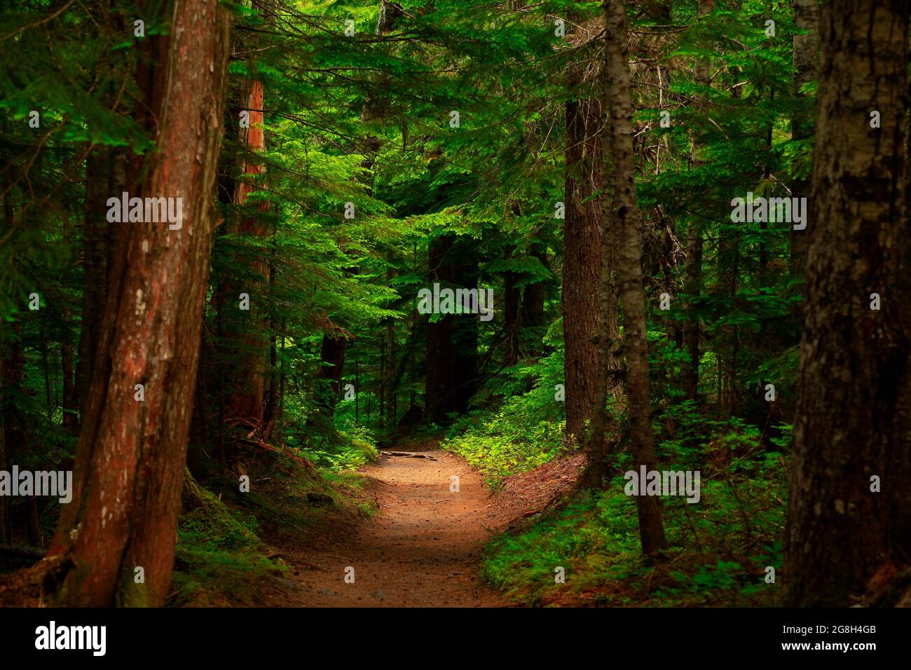 a exterior picture of an Pacific Northwest forest hiking trail Stock ...