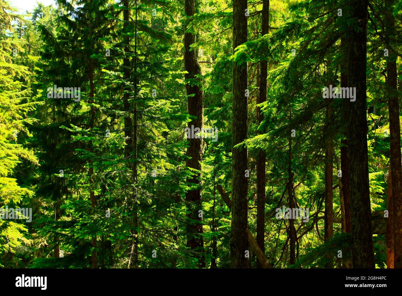 a exterior picture of an Pacific Northwest forest with conifer trees ...