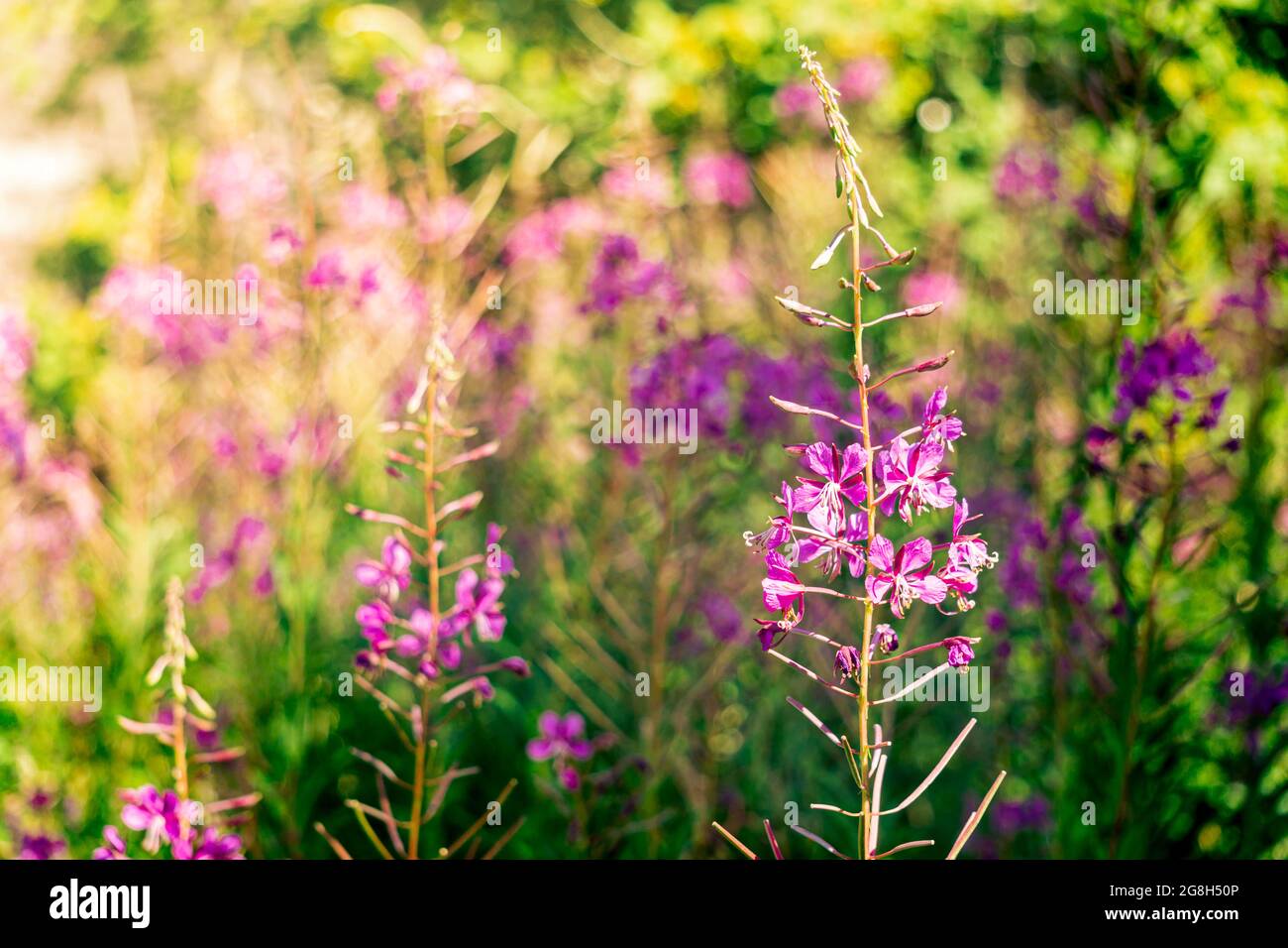 red fireweed inflorescence on blurred bright natural background Stock ...