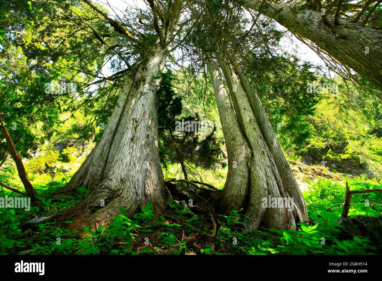 Old growth conifer tres hi-res stock photography and images - Alamy