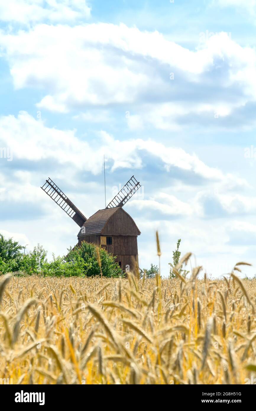 Traditional wooden windmill seen through a rye field. Selective focus ...