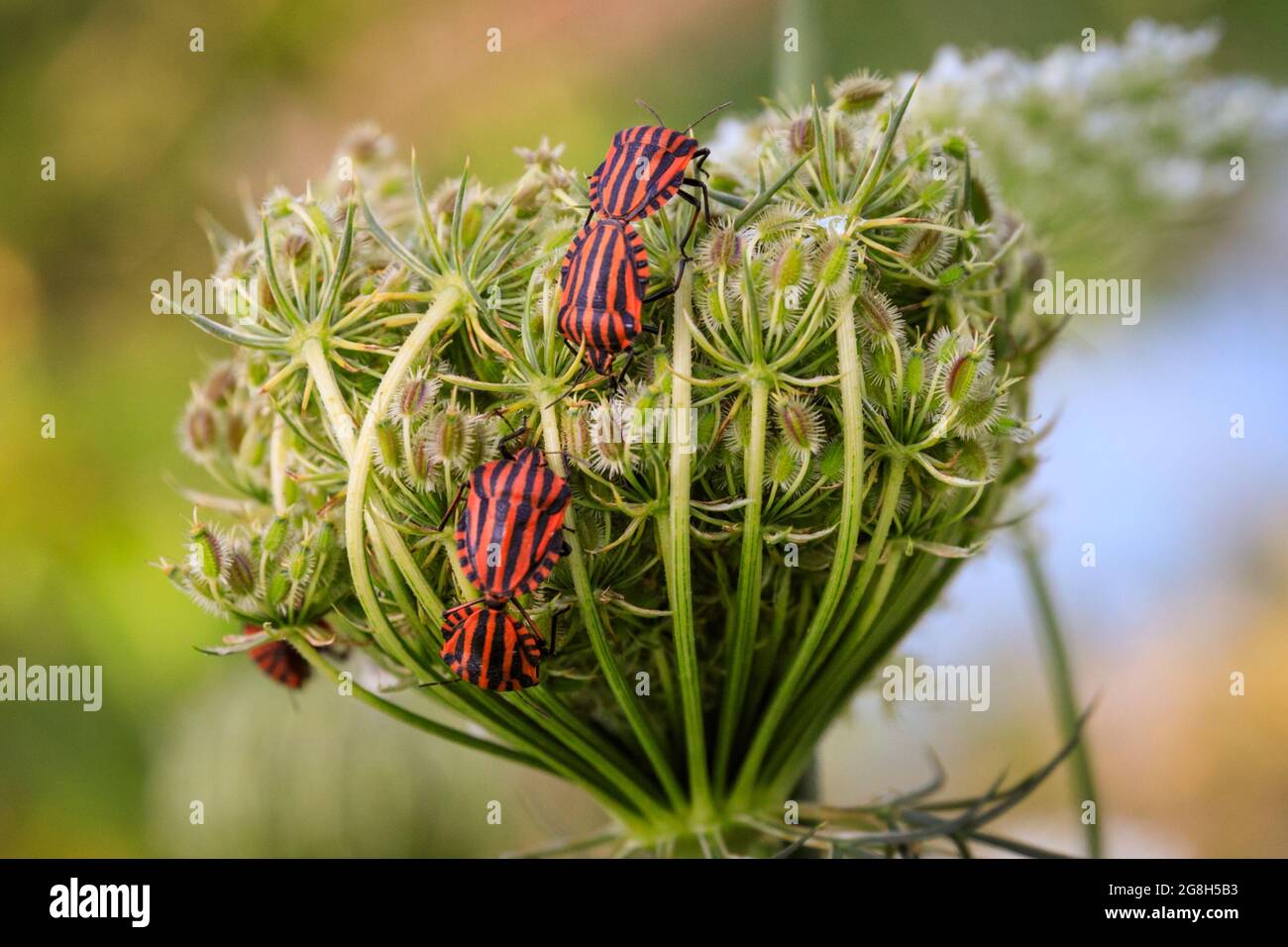 Red and blue bugs hi-res stock photography and images - Alamy