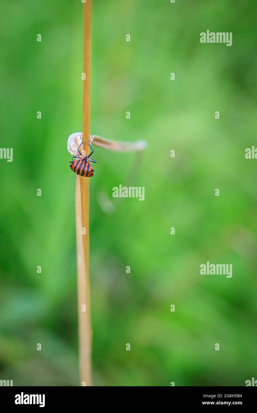 Shield bugs after rain hi-res stock photography and images - Alamy
