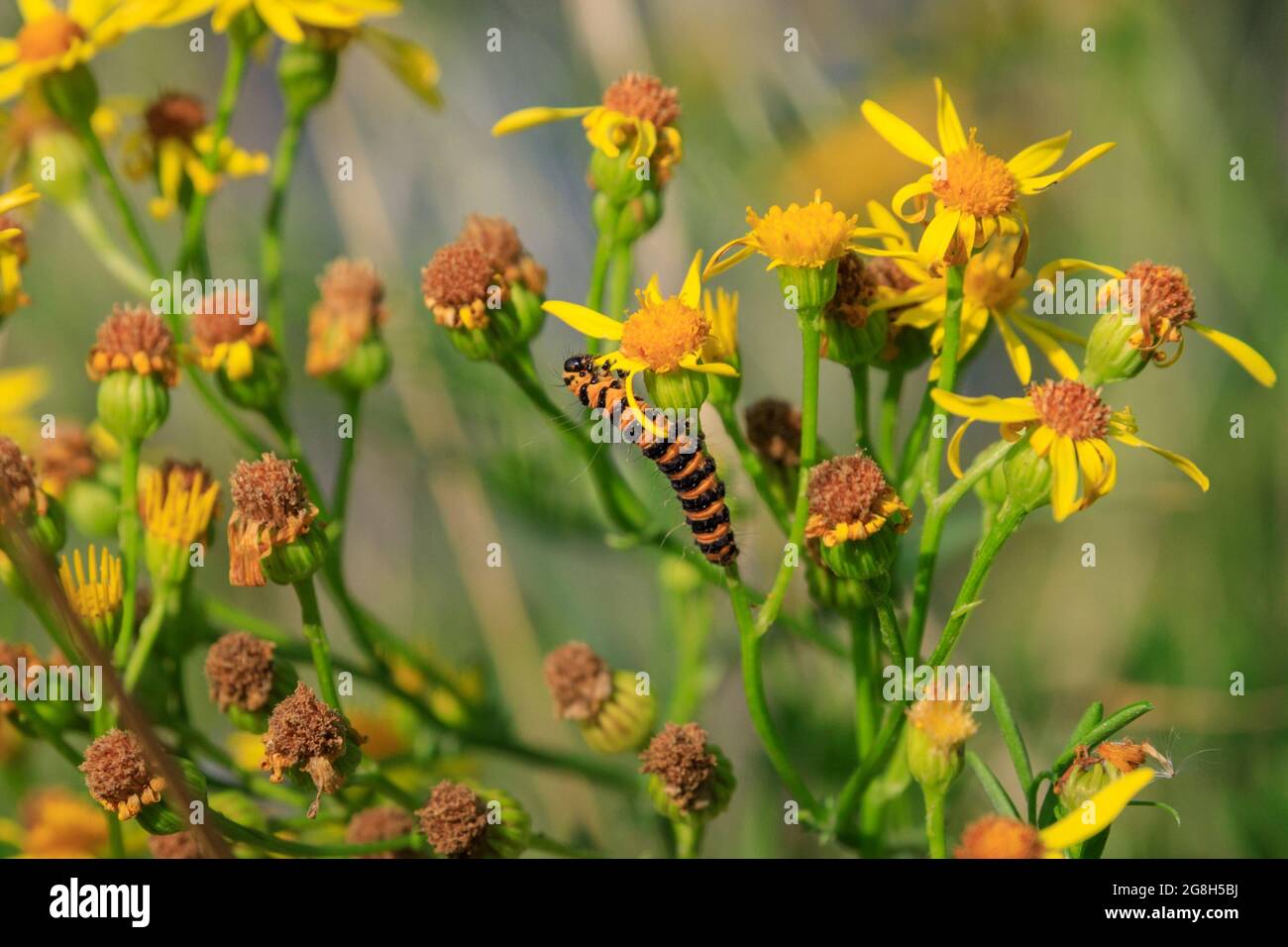 The very hungry caterpillar hi-res stock photography and images - Alamy