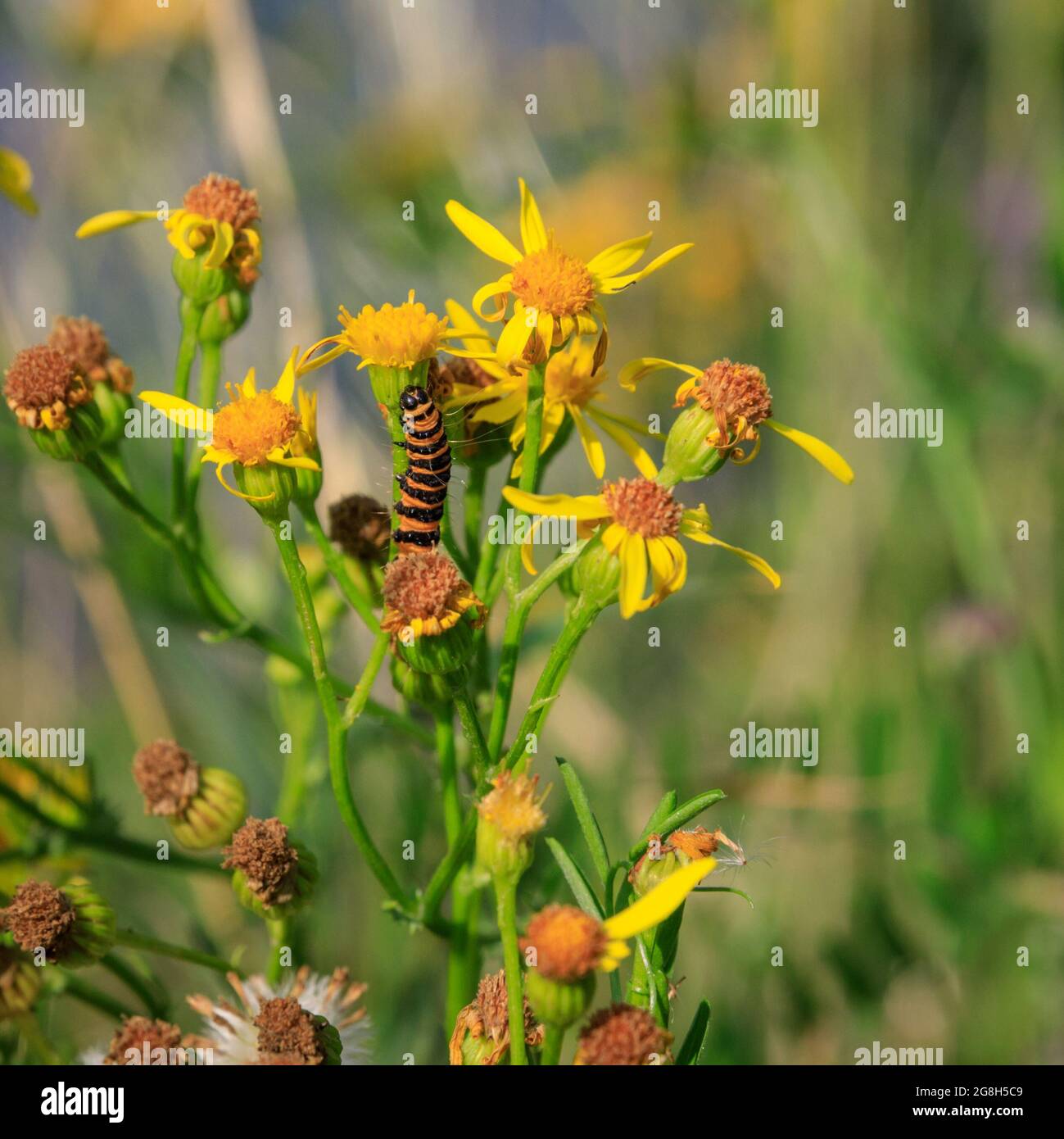 The very hungry caterpillar hi-res stock photography and images - Alamy