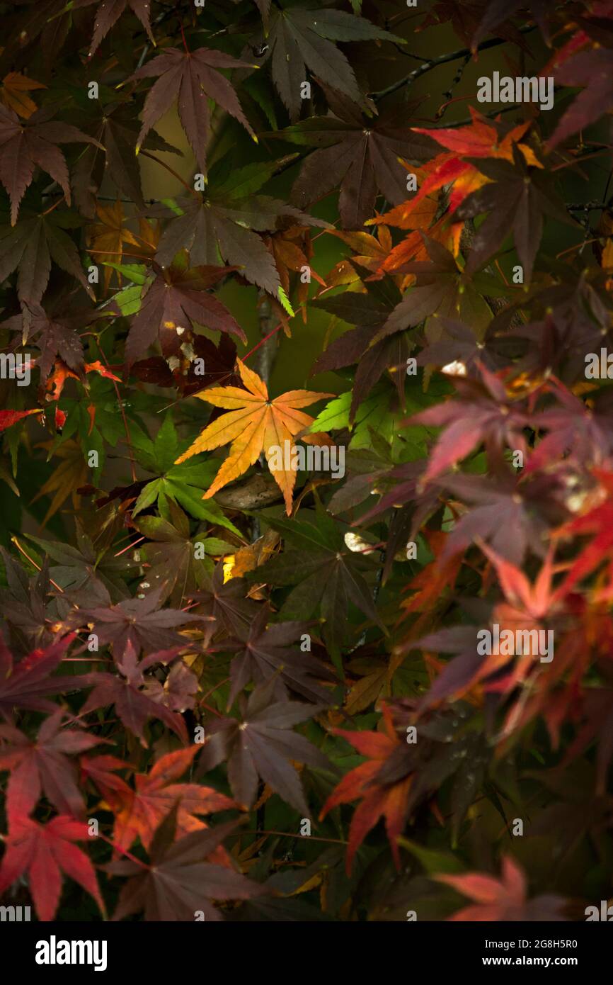 Japanese maple leaves that have begun to change color in the fall ...