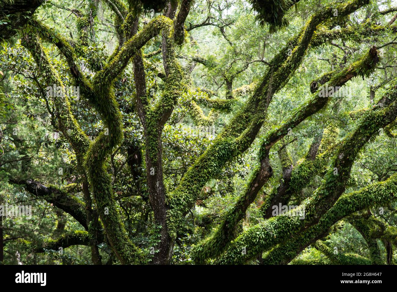 A live oak tree covered with resurrection fern in bloom in Florida, USA ...