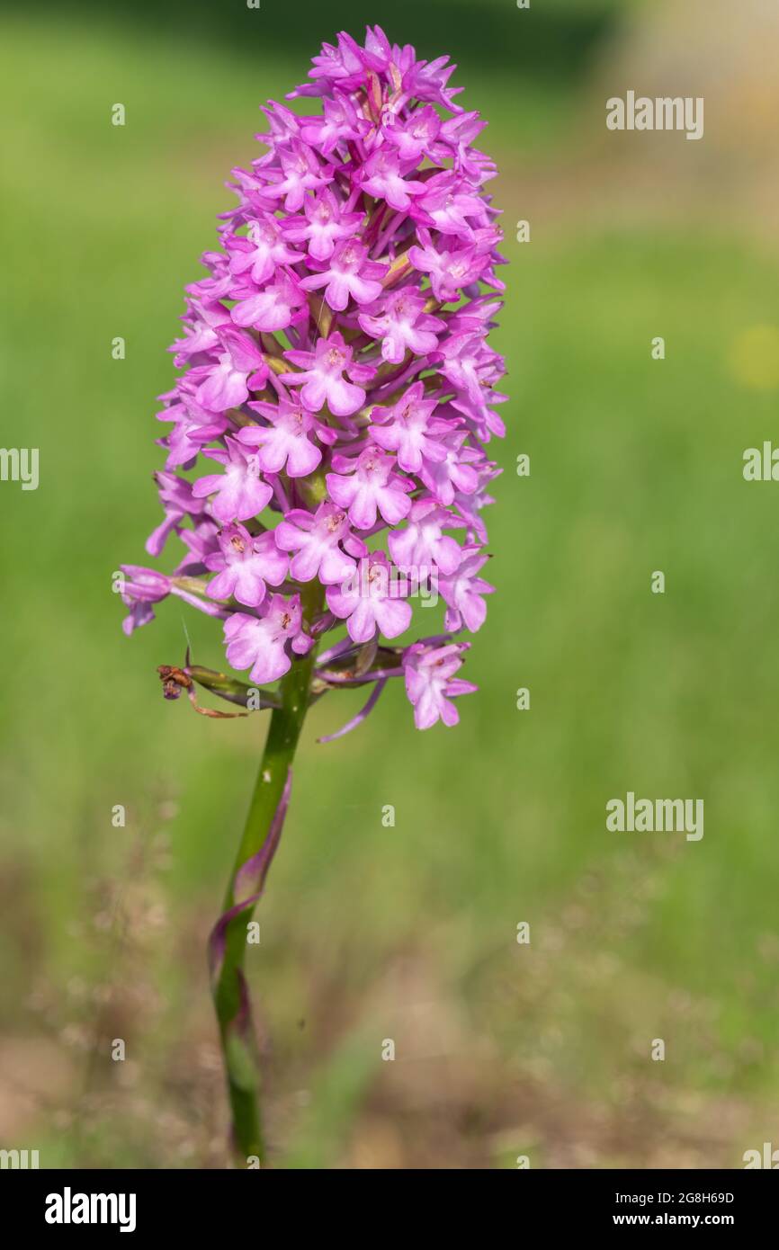 Close up of a pyramid orchid (anacamptis pyramidalis) flower in bloom ...
