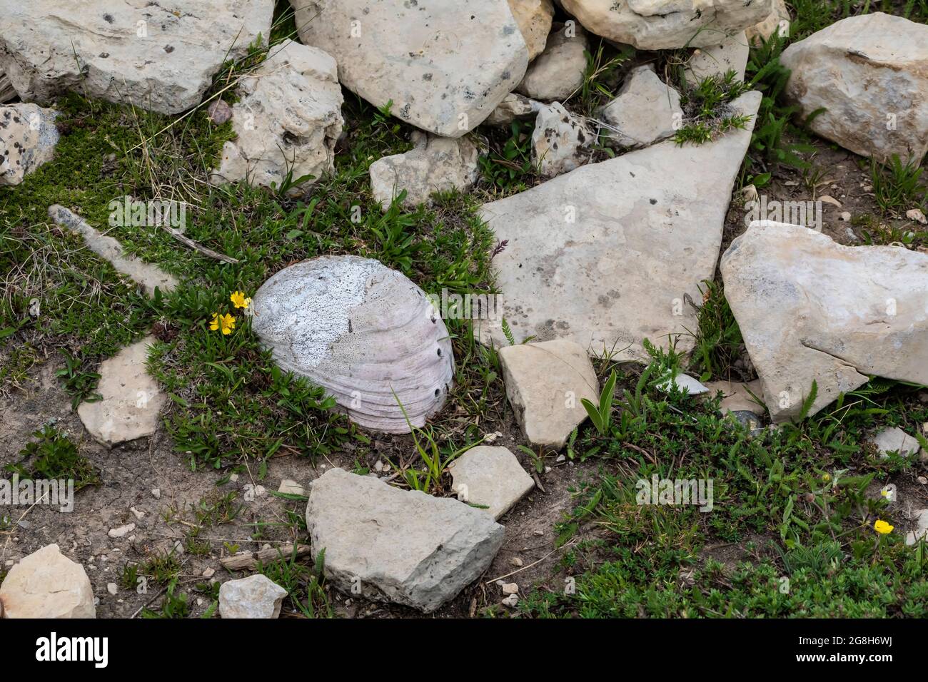 Abalone culture hi-res stock photography and images - Alamy