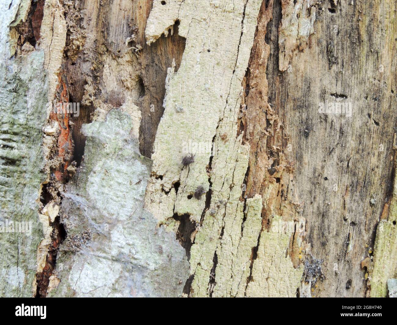 Closeup of a damaged tree trunk texture Stock Photo - Alamy