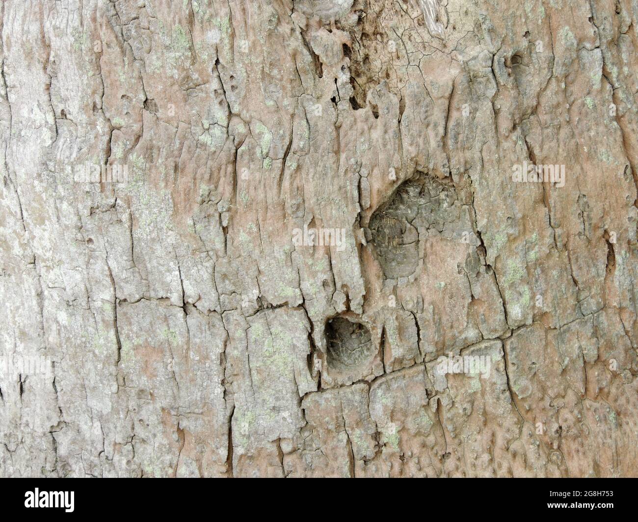 Closeup of a dry tree trunk with cracks and holes in it Stock Photo - Alamy