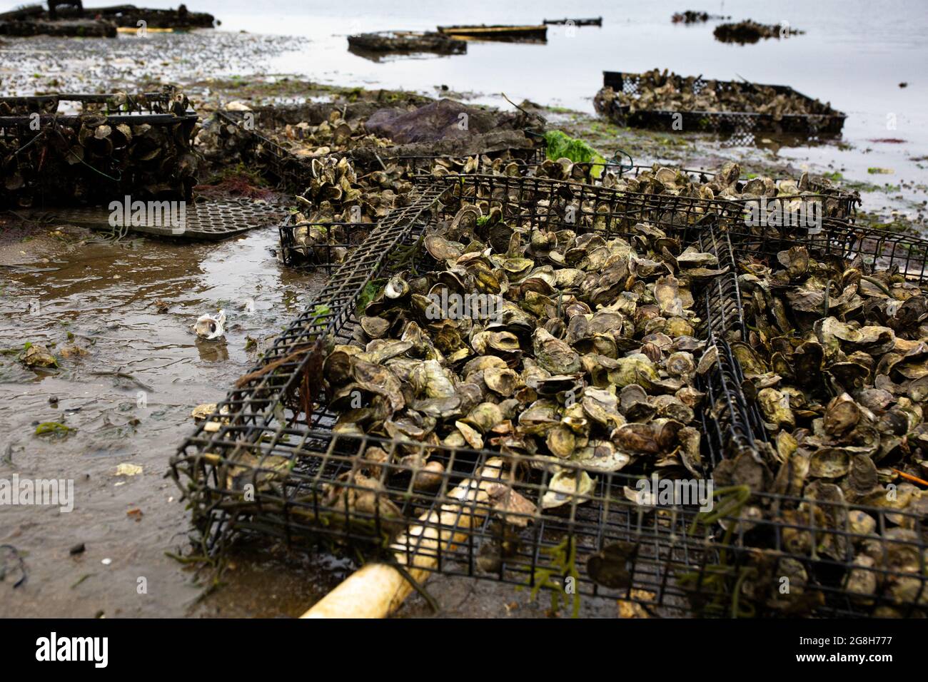 Oyster farming in Wellfleet Massachusetts on Cape Cod Stock Photo - Alamy
