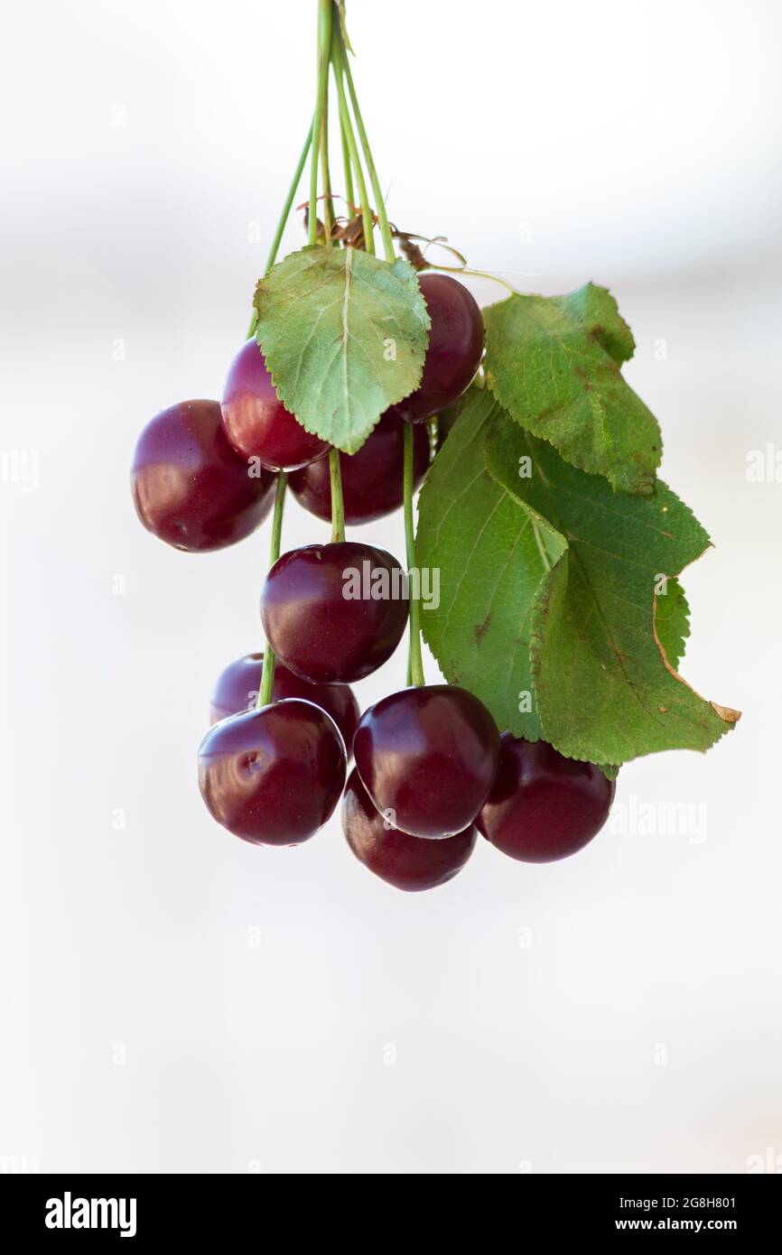 Bunch of cherry hi-res stock photography and images - Alamy