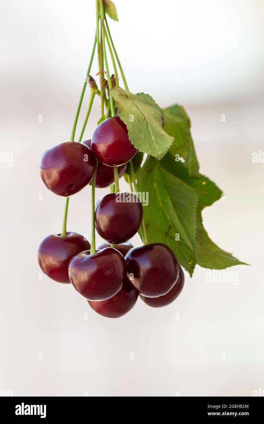 A bunch of sour cherry fruit. Red Berries Stock Photo - Alamy