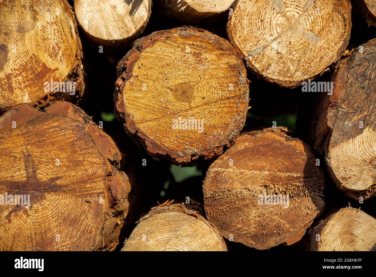 A view of the inside of a felled trees. a tree stump section Stock ...