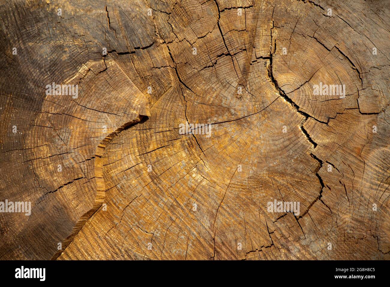 A view of the inside of a felled trees. a tree stump section Stock ...