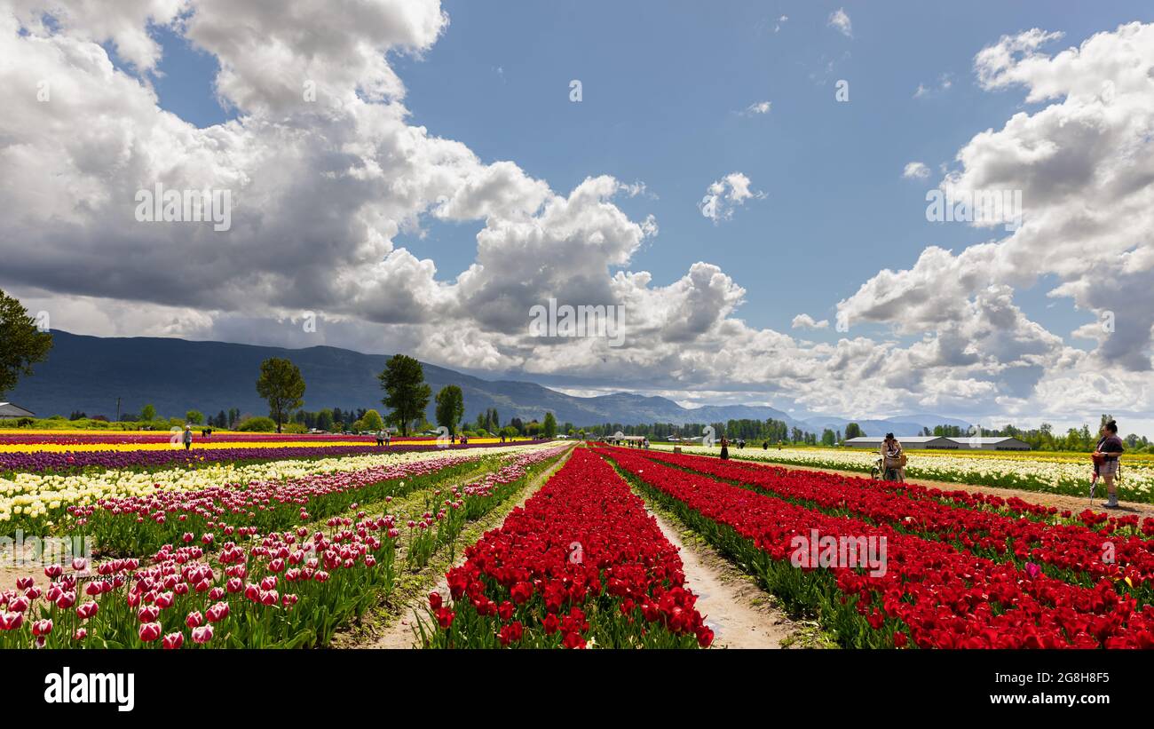 Tulip Festival in Chilliwack, BC Canada Stock Photo - Alamy