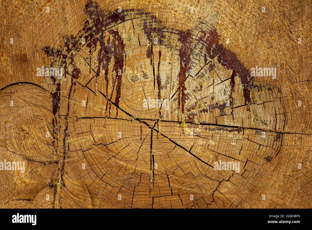 A view of the inside of a felled trees. a tree stump section Stock ...