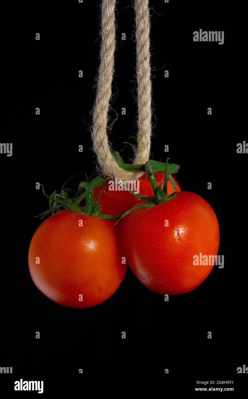 Tomatoes hanging on a rope. Isolated over black background Stock Photo ...