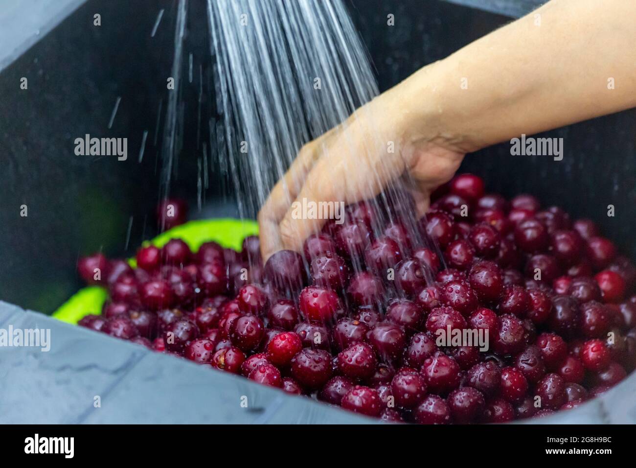 Washing cherries to make jam. BLURRY Stock Photo - Alamy