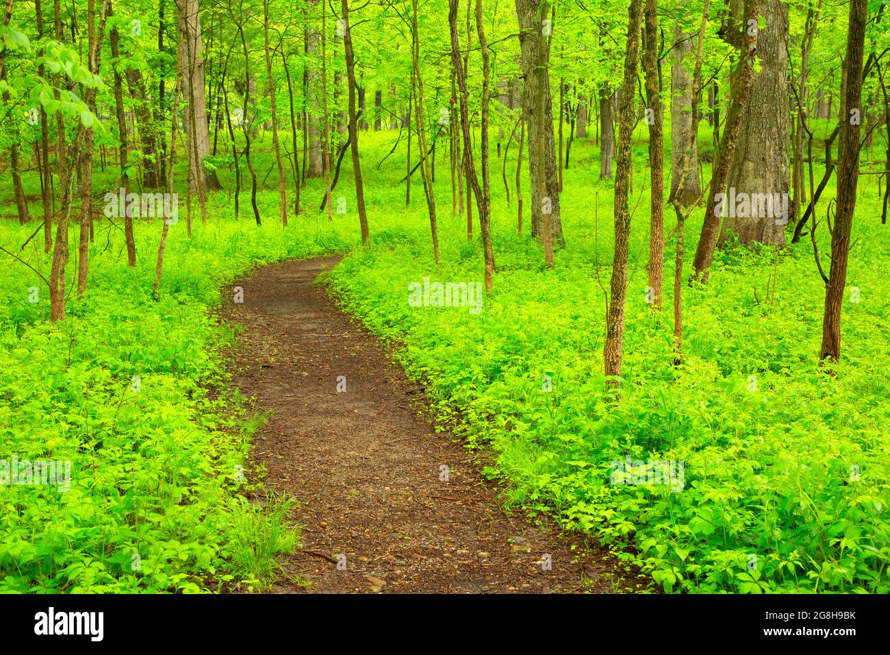 North Trail, Portland Arch Nature Preserve, Indiana Stock Photo - Alamy