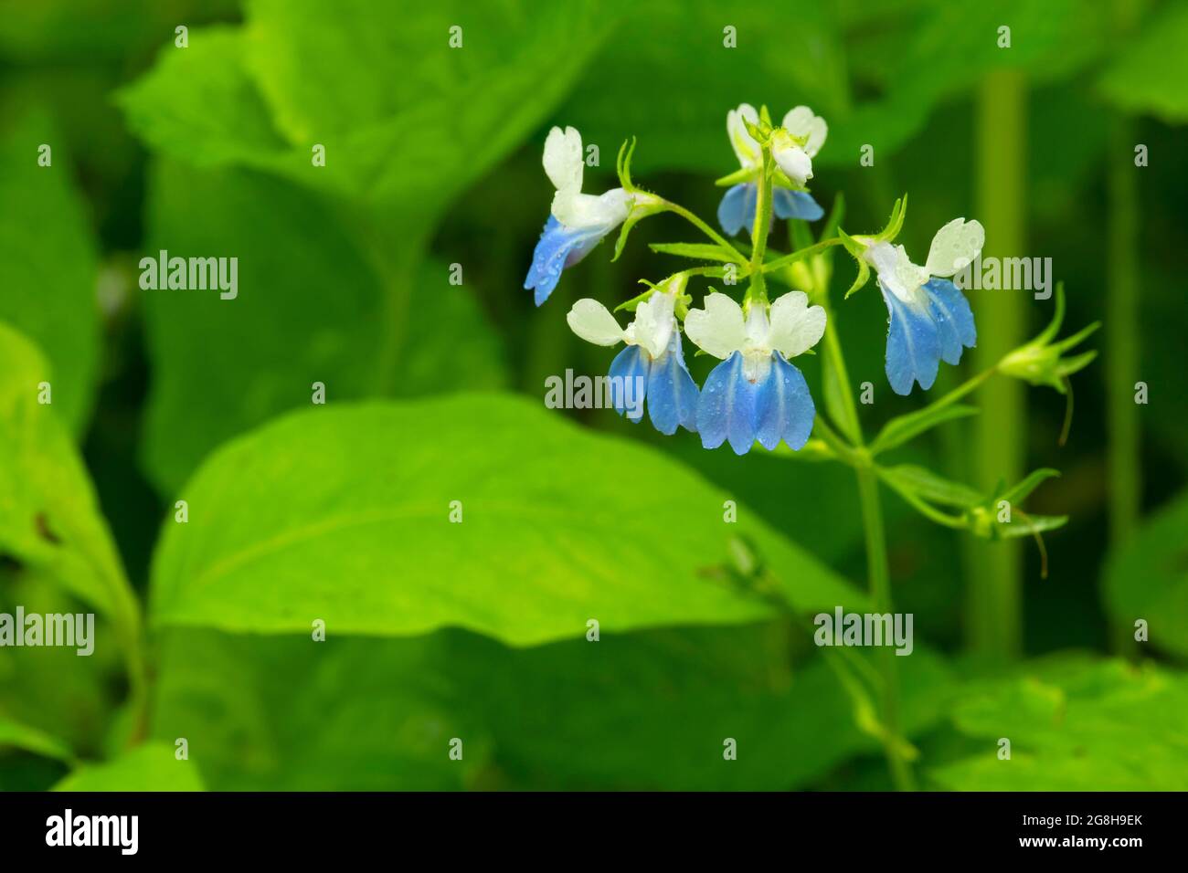 Spring blue eyed Mary (Collinsia verna), Portland Arch Nature Preserve ...