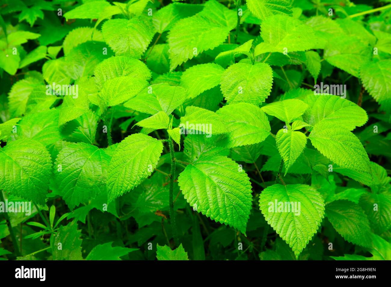 Stinging nettles (Urtica dioica), Portland Arch Nature Preserve ...