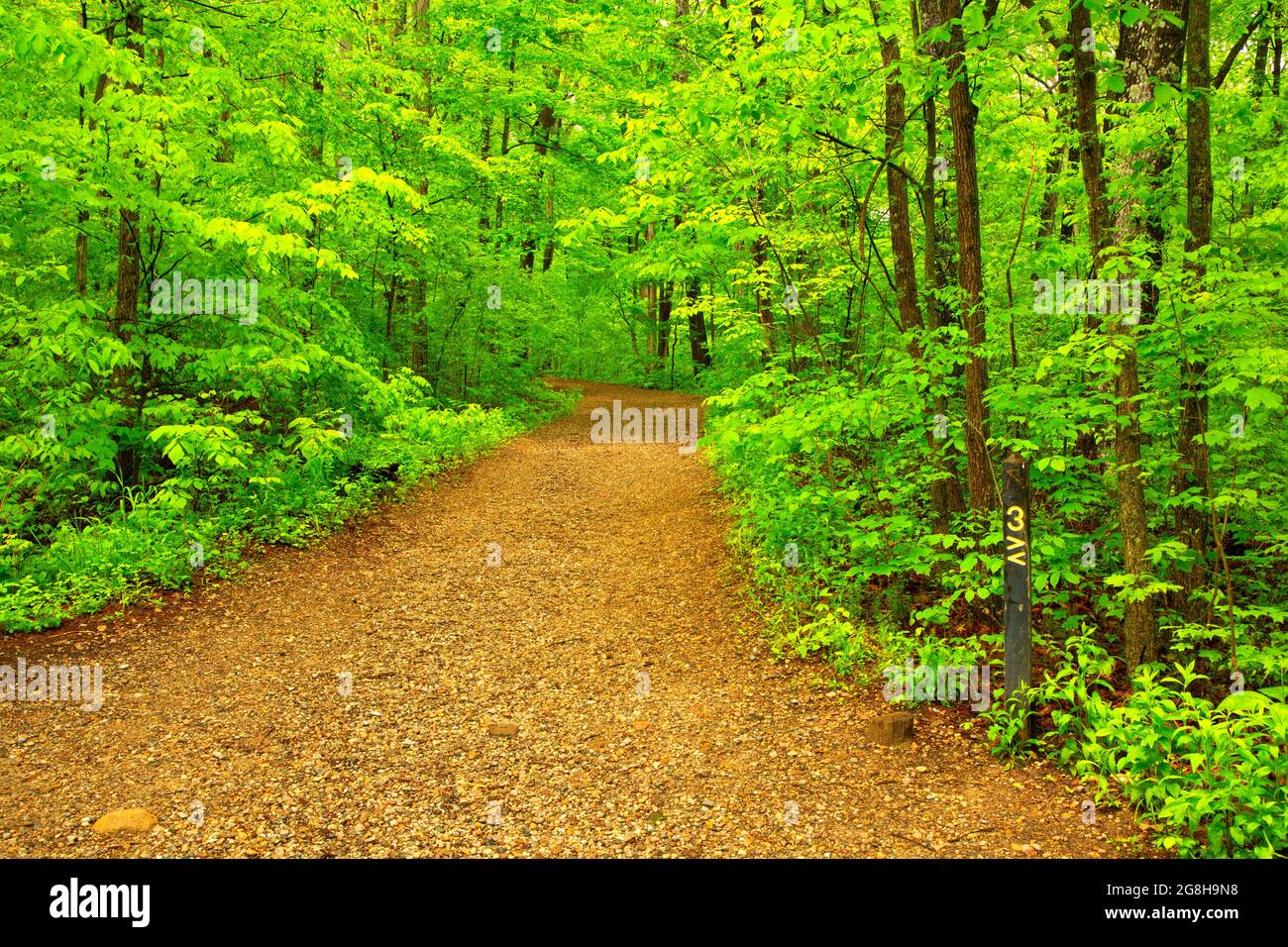 Hiking trail, Turkey Run State Park, Indiana Stock Photo - Alamy