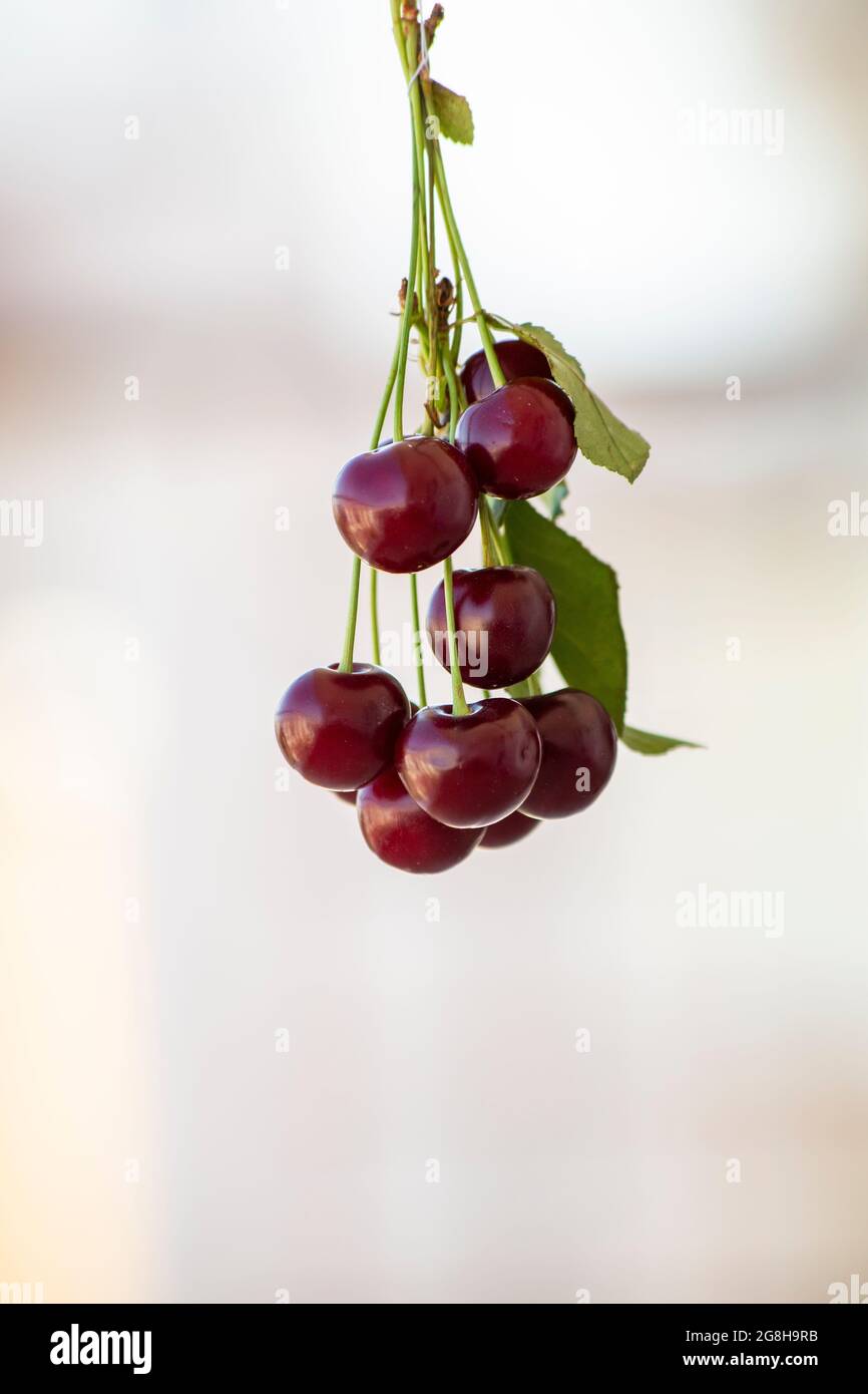 Sour cherry orchard hi-res stock photography and images - Alamy