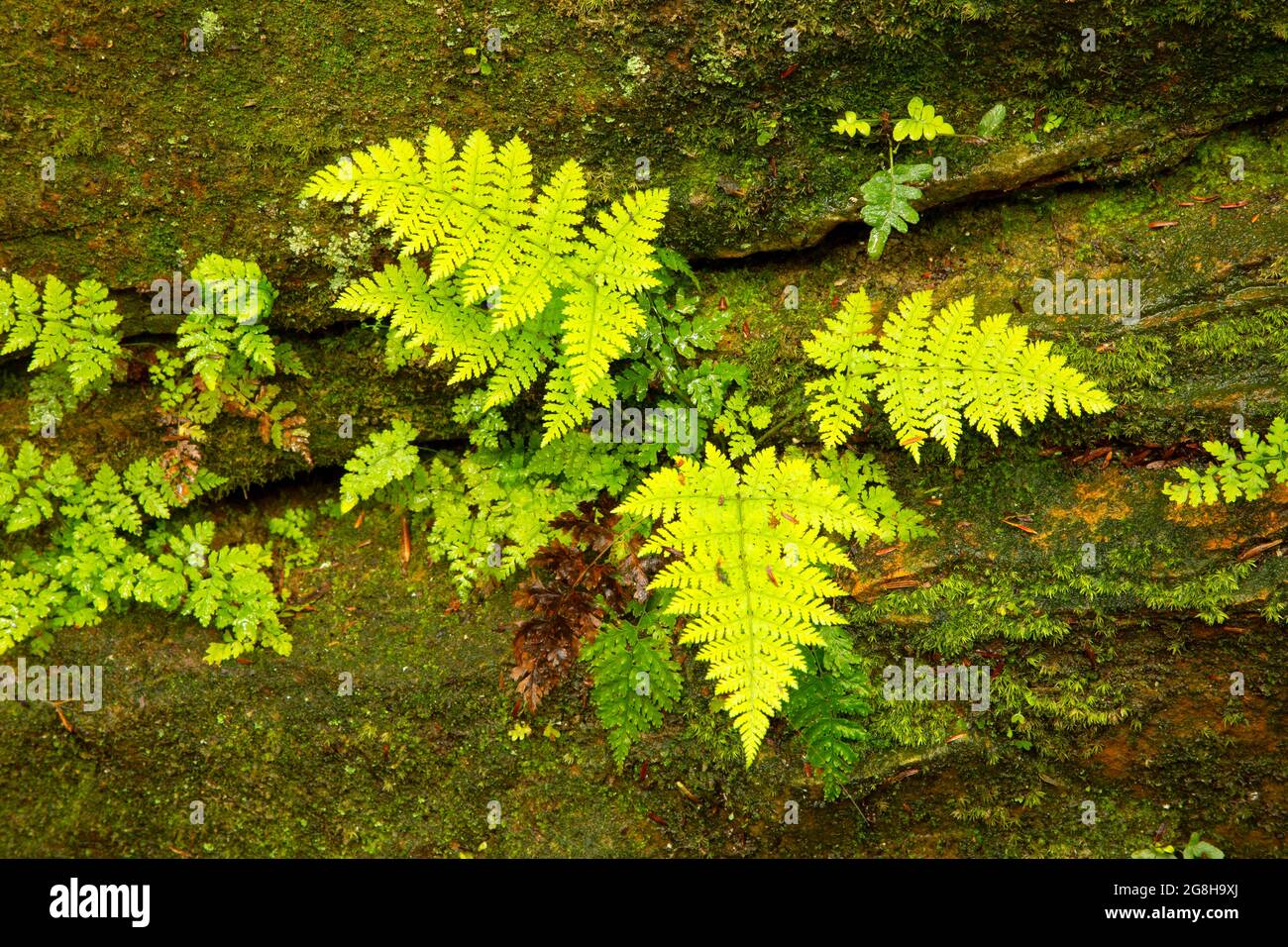 Ferns, Turkey Run State Park, Indiana Stock Photo - Alamy