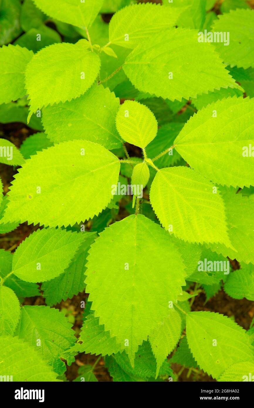 Stinging nettles (Urtica dioica), Turkey Run State Park, Indiana Stock ...