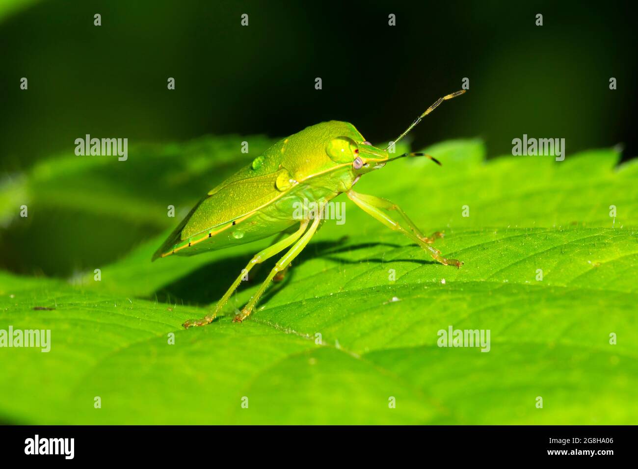 Green Stink Bug (Chinavia hilaris), Turkey Run State Park, Indiana ...