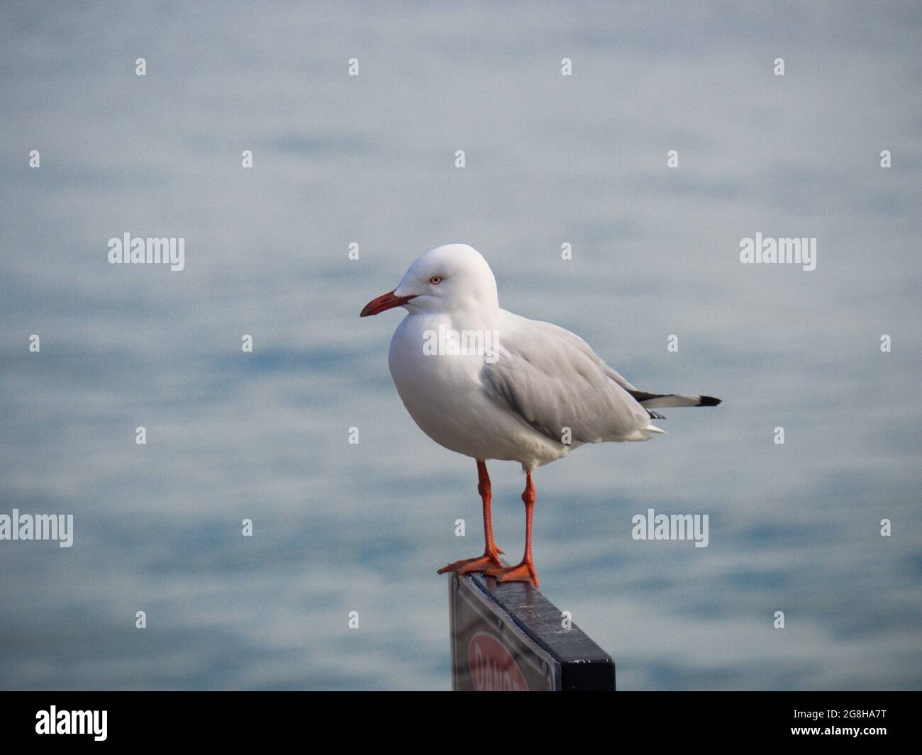 Closeup shot of a seagull perched on a railing Stock Photo - Alamy