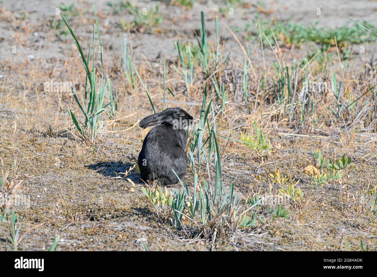 Introduced rabbit eating plant in restoration area, Rathtrevor ...