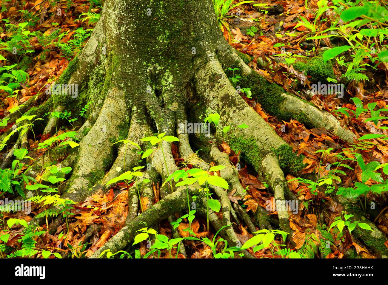 Mature forest, Shades State Park, Indiana Stock Photo - Alamy