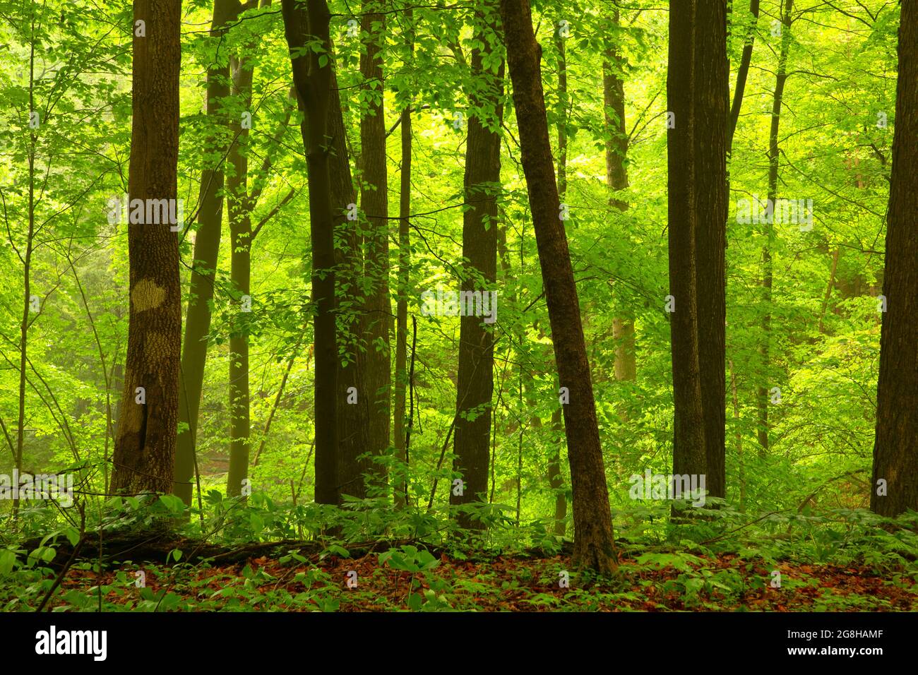Mature forest, Shades State Park, Indiana Stock Photo - Alamy